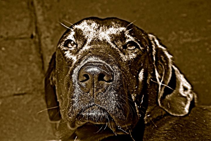 Pooder - Dennis Lubrano Photography - Photography, Animals, Birds ...