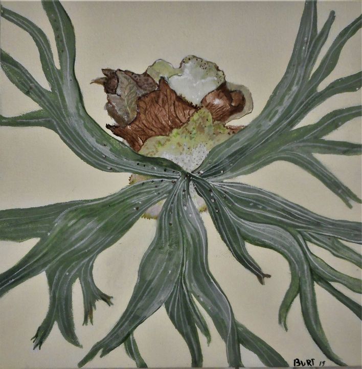 stag horn fern - Bruce Burt artist - Paintings & Prints, Flowers ...