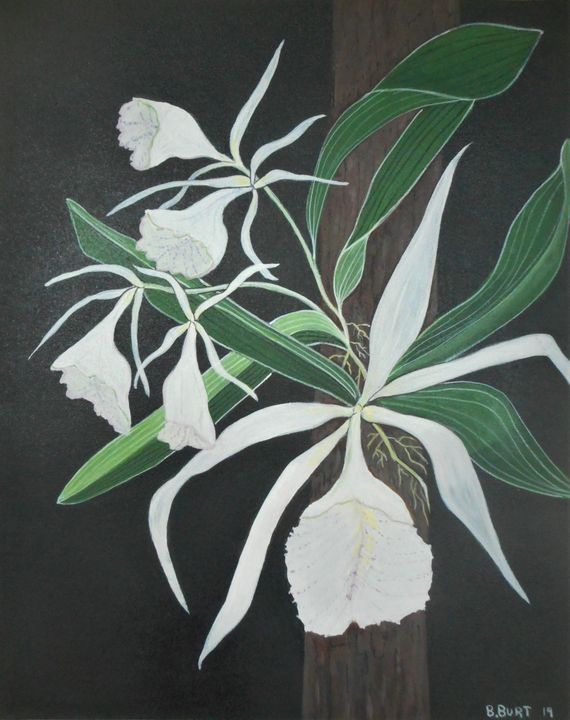 mystery of the forest - Bruce Burt artist - Paintings & Prints, Flowers ...