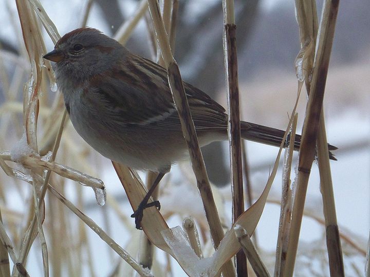 Cold Bird - TiffanyWright - Photography, Animals, Birds, & Fish, Birds ...
