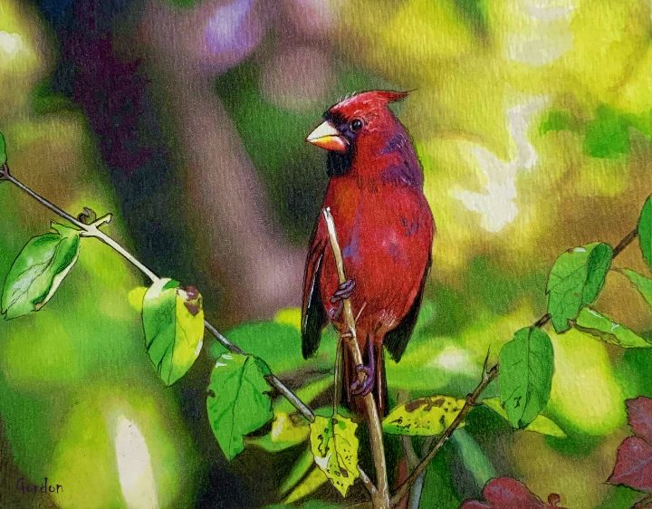 Backyard Cardinal - Brett Gordon - Paintings & Prints, Animals, Birds ...