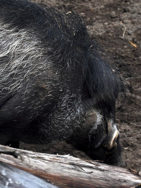 Pig enjoying his din din - Shirleypix Art & Photography - Photography ...
