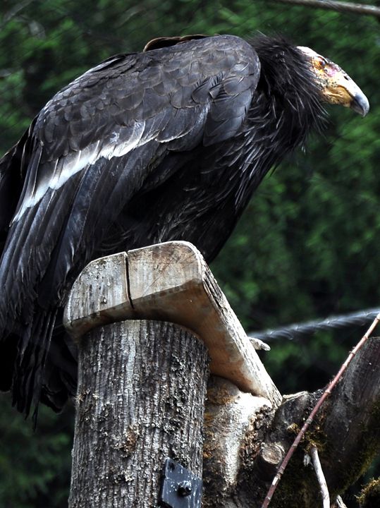 Condor Perched - Shirleypix Art & Photography - Photography, Animals ...