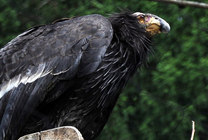 The Old Man Condor - Shirleypix Art & Photography - Photography ...