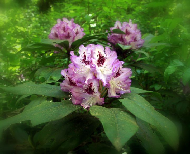 Centered Beauty - Shirleypix Art & Photography - Photography ...