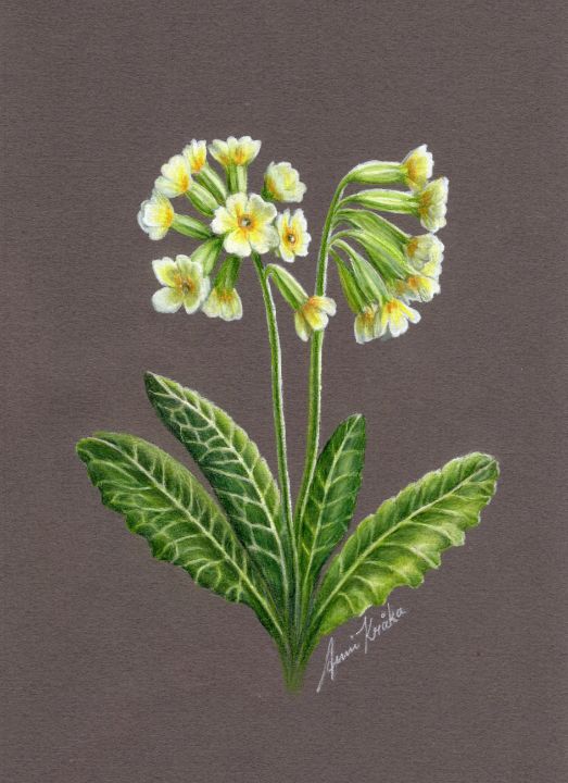 Cowslip (Primula veris) - Anni Kråka - Drawings & Illustration, Flowers ...