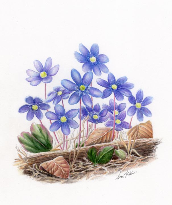Hepatica - Anni Kråka - Drawings & Illustration, Flowers, Plants ...