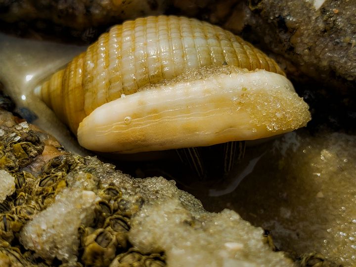 Crab And Shell - Kesaundra Wright - Photography, Animals, Birds, & Fish ...