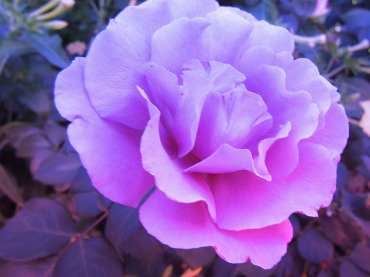 ROSE OF INSPIRATION - HEALING ART ROXANNE GIBSON - Photography, Flowers ...