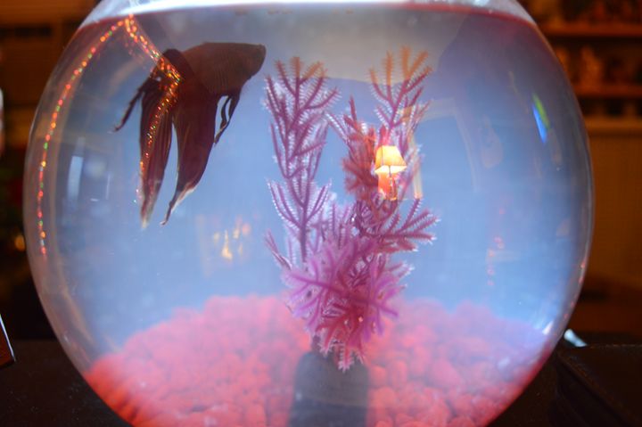 The Fish of Christmas Past - Jenna Marotta's Art & Photography ...