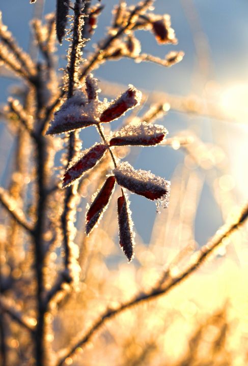 Mild Winter - Gralyn J. Photography - Photography, Flowers, Plants ...