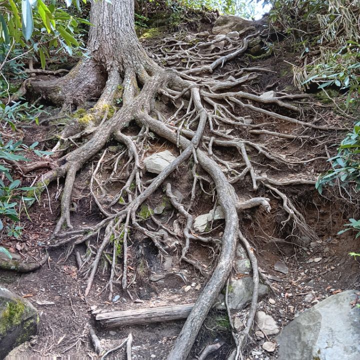 The Root Of It All. - James R. Tolliver - Photography, Landscapes ...