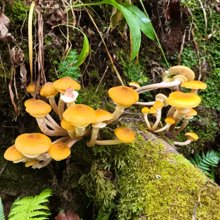 Irish Wild Mushrooms - James R. Tolliver - Paintings & Prints ...