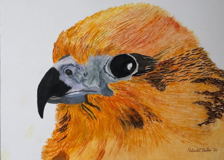 Hawaiian Hawk, or I’O - Robert L. Bates - Paintings & Prints, Animals ...