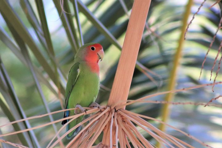 Peach Faced Lovebird in Palm Tree - Sally Mesarosh Photography ...