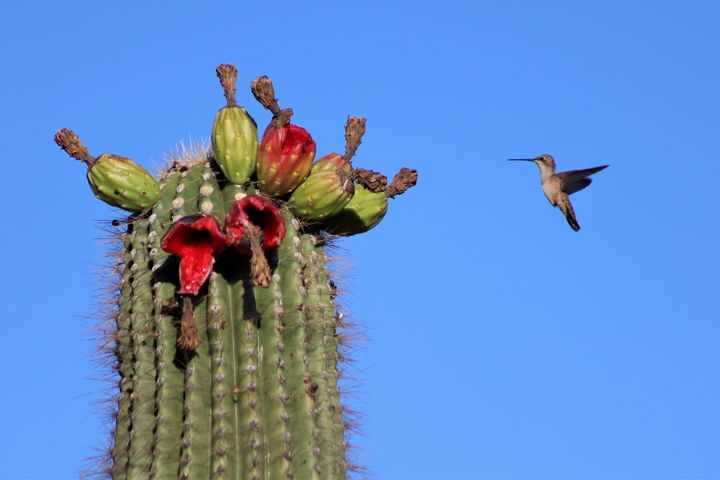 Hummingbird and Cactus Fruit - Sally Mesarosh Photography - Photography ...