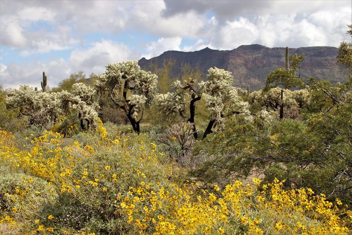 Spring in the Sonoran Desert - Sally Mesarosh Photography - Photography ...