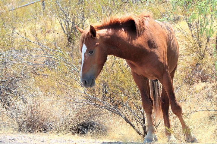 The ol' side eye Salt River Horse - Sally Mesarosh Photography ...