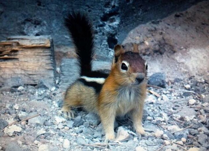 Chipper Chipmunk - Snakeskinner Designs - Photography, Animals, Birds ...