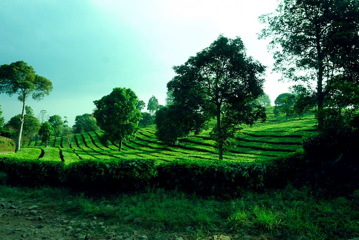 Sukawana tea garden in wes bandung - fathartpic - Photography ...