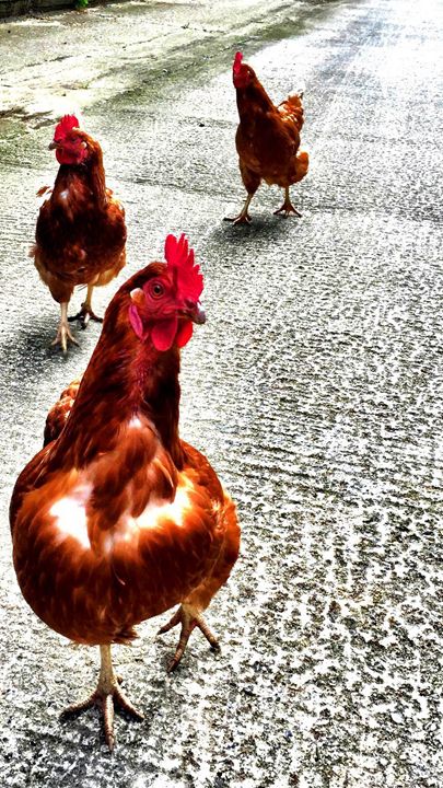 Three Wise Hens - Melissa's Photography - Photography, Animals, Birds ...