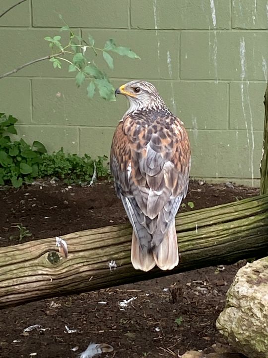 Red Shoulder Hawk - Bedulie Photography - Photography, Animals, Birds ...