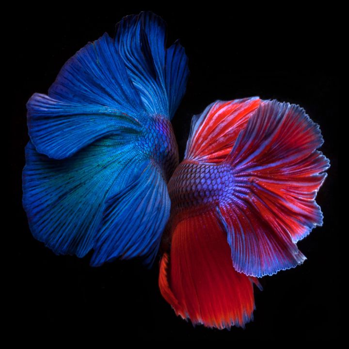 Betta Twins - MICHAEL FILONOW - Photography, Animals, Birds, & Fish ...