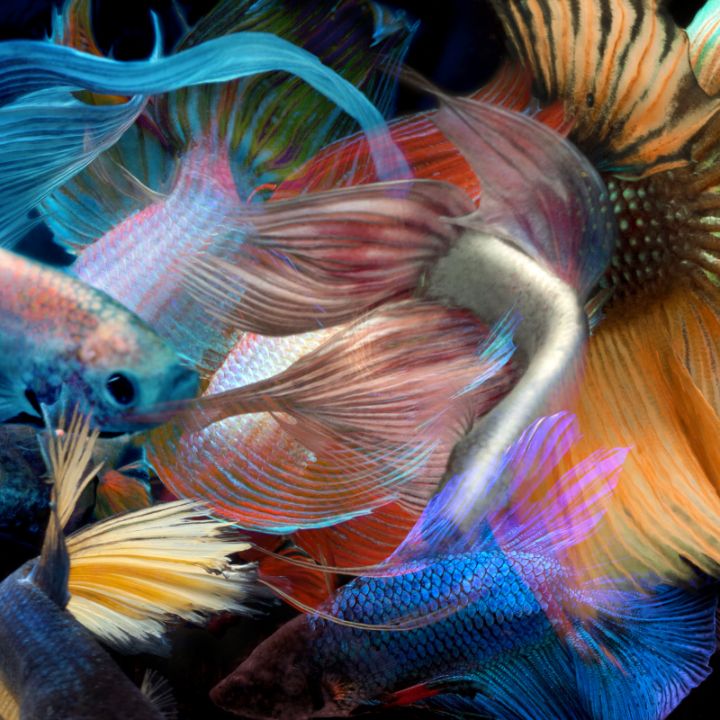Betta Collage 1 - MICHAEL FILONOW - Photography, Animals, Birds, & Fish ...