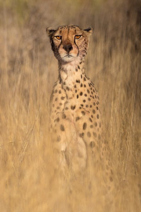 Proud cheetah mom - Sharing Wildlife - Photography, Animals, Birds ...