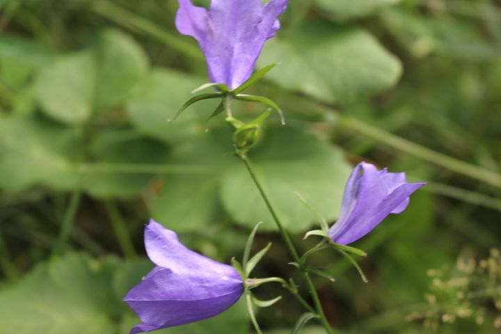 Triple Flower - Mixed Photography - Photography, Flowers, Plants ...