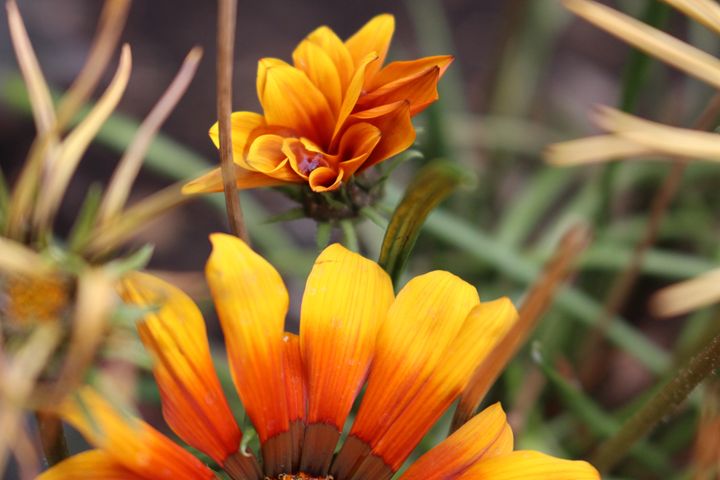 Orange Tingle - Mixed Photography - Photography, Flowers, Plants ...