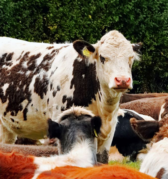 Portrait Of A Cow - JT54Photography - Photography, Animals, Birds ...