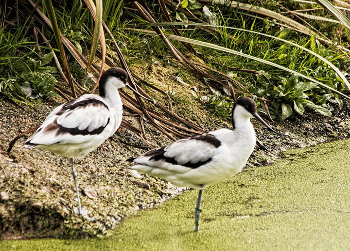 A Pair Of Avocet - JT54Photography - Photography, Animals, Birds ...