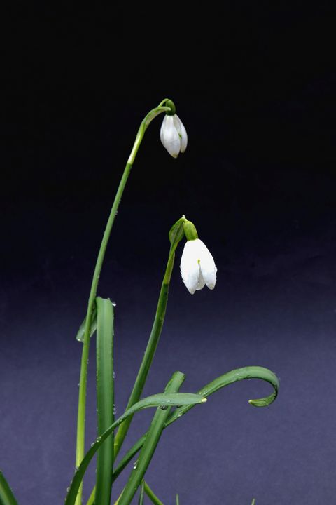 Two Elegant Snowdrops - JT54Photography - Photography, Flowers, Plants ...