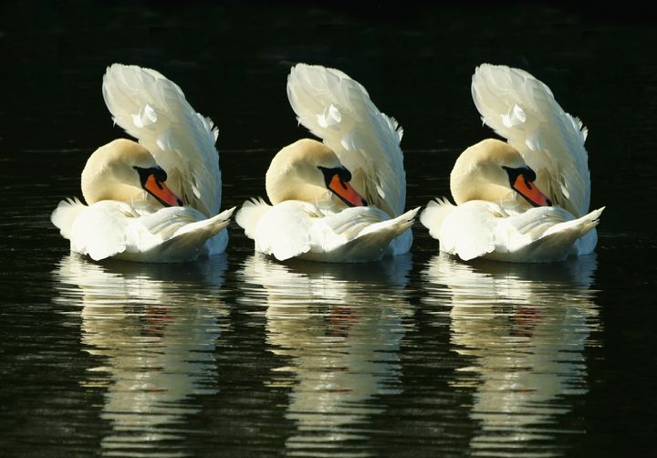 Three Swans Preening - JT54Photography - Photography, Animals, Birds ...