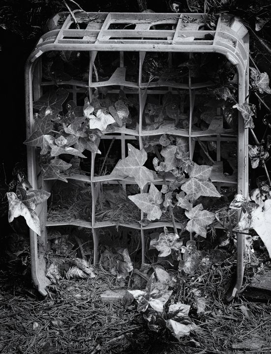 Creeping All Over - JT54Photography - Photography, Still Life, Other ...