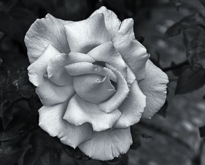 A Single Rose Monochrome - JT54Photography - Photography, Flowers ...