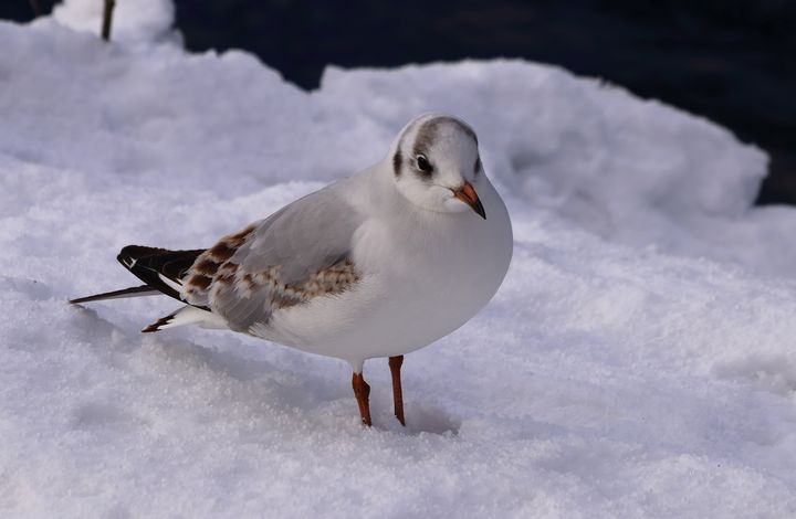 Black Headed Gull in the Snow - JT54Photography - Photography, Animals ...