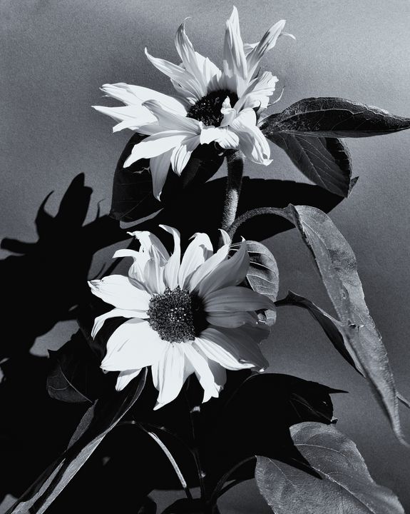 Sunflowers Monochrome - JT54Photography - Photography, Flowers, Plants ...