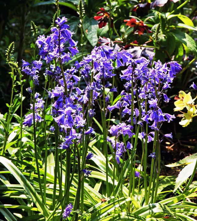 Sunlit Bluebells - JT54Photography - Photography, Flowers, Plants ...