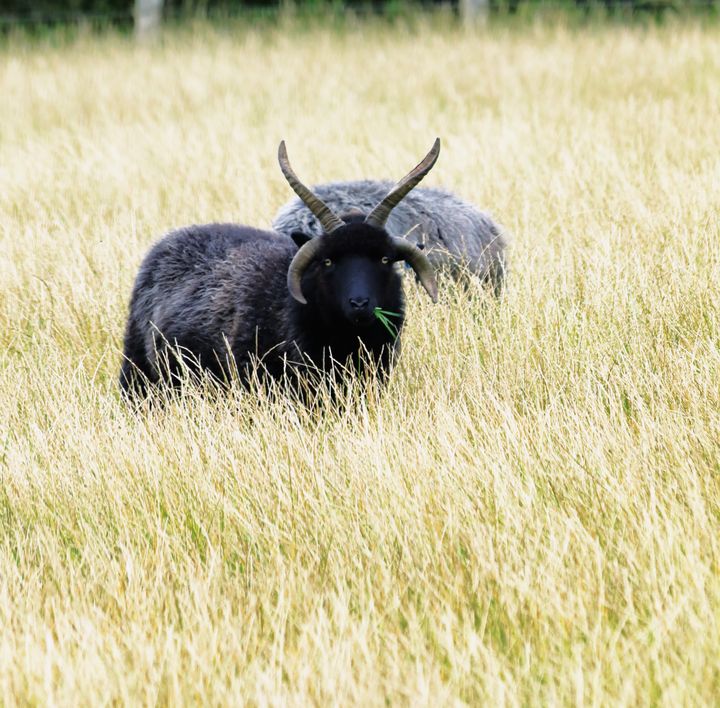 Hebridean Sheep - JT54Photography - Photography, Animals, Birds, & Fish ...