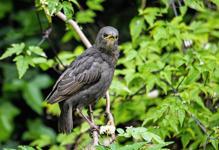 Juvenile Starling - JT54Photography - Photography, Animals, Birds ...
