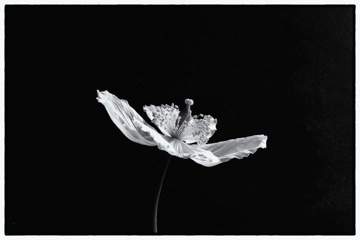 Welsh Poppy Monochrome - JT54Photography - Photography, Flowers, Plants ...