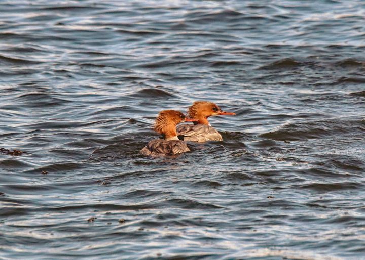A Pair Of Goosander - JT54Photography - Photography, Animals, Birds ...