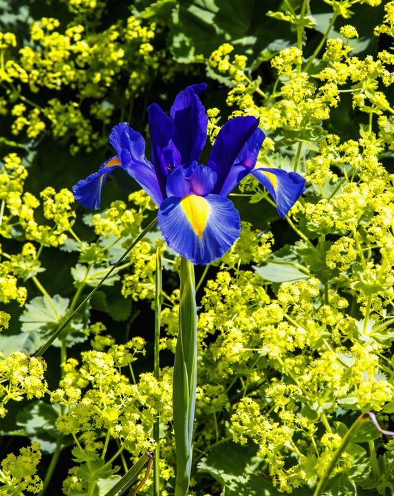 Blue and Yellow Iris - JT54Photography - Photography, Flowers, Plants ...