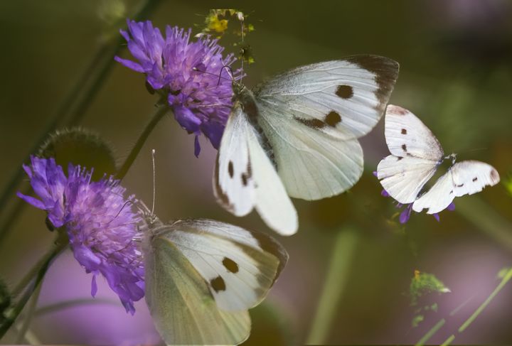 Three Small White Butterflies - JT54Photography - Photography, Animals ...