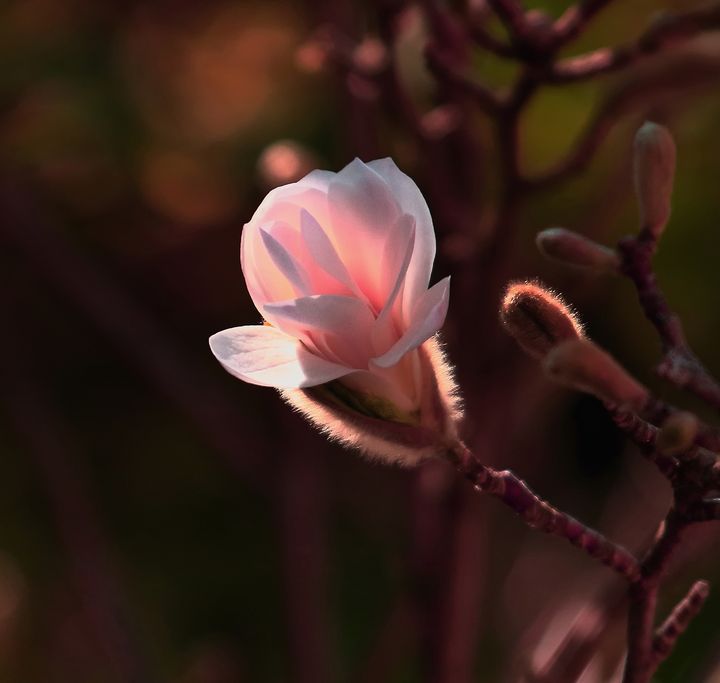 Pink Magnolia - JT54Photography - Photography, Flowers, Plants, & Trees ...
