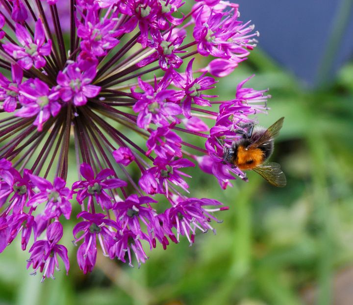 Bee And Allium - JT54Photography - Photography, Animals, Birds, & Fish ...