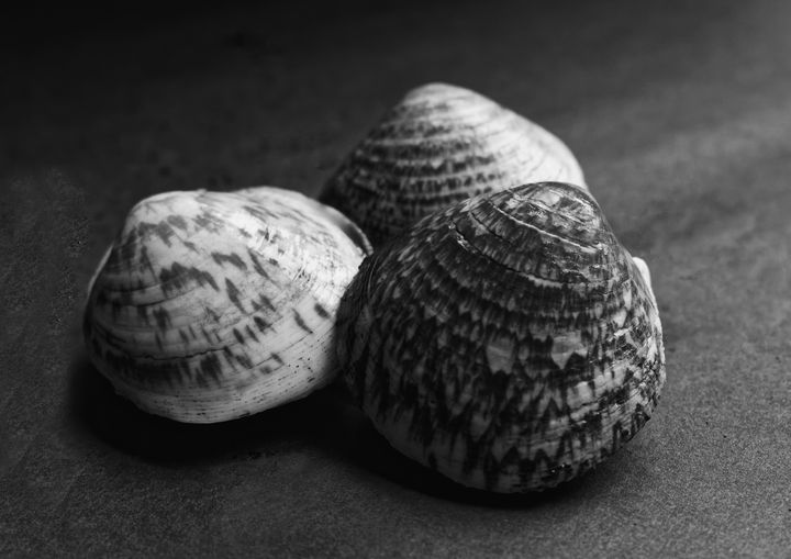 Clam Shells Black And White - JT54Photography - Photography, Still Life ...