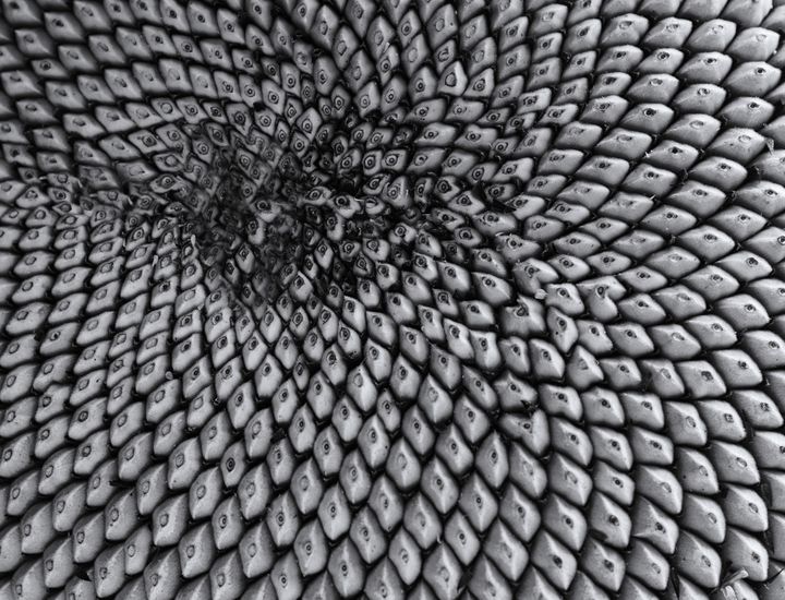 Abstract Sunflower Seedhead Monochro - JT54Photography - Photography ...